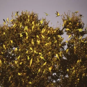 Ring-Necked / Rose Ringed Parakeets JD 15810 At Roost