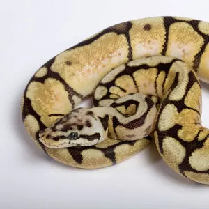 Super Pastel Vanilla Ball Python or Royal Python -Python