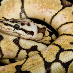 Super Pastel Vanilla Ball Python or Royal Python -Python