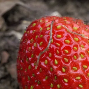 Ground Snake (Snakes, Reptiles, Animals) Collection