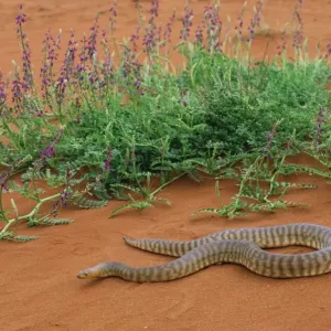 Woma Python (Python, Snakes, Reptiles, Animals) Collection