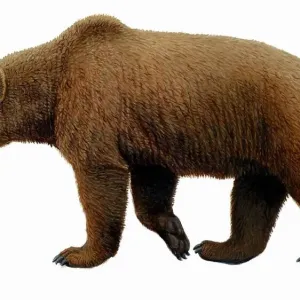 Ursidae (Mammals, Animals) Collection