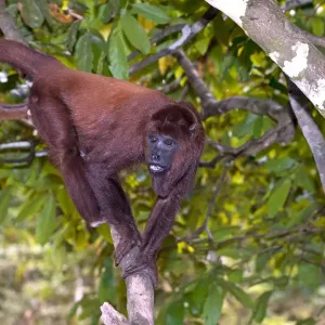 Purus red howler monkeys. Adult and baby purus red howlers