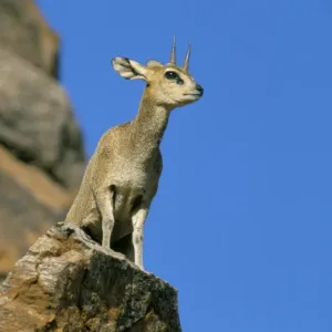 Klipspringer feeding at tree (Oreotragus oreotragus)