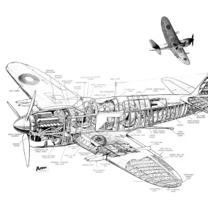 Firefly Cutaway View