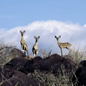 Klipspringer feeding at tree (Oreotragus oreotragus)