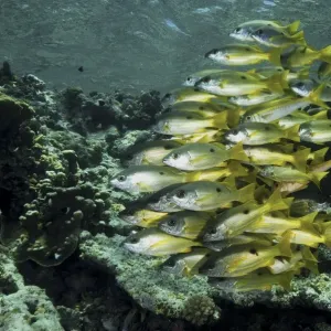 Spalacidae (Mammals, Animals) Collection Our beautiful pictures are ...