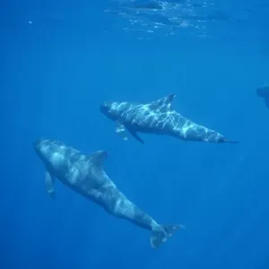 Neobalaenidae (Mammals, Animals) Collection For sale as Framed Prints ...