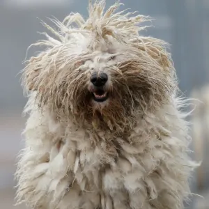 Pastoral (Dogs Domestic, Mammals, Animals) Collection