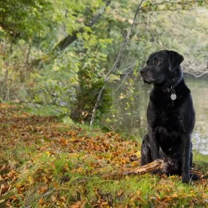 Black Labrador Retriever walking along the water line
