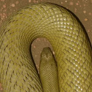 Taipan (Snakes, Reptiles, Animals) Collection available as Framed ...