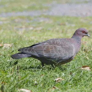 Pigeons (Columbiformes, Birds, Animals) Collection