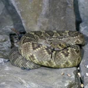 Hipposideridae (Mammals, Animals) Gallery available as Framed Prints ...