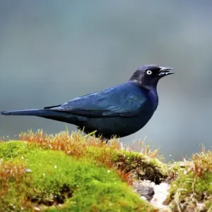 New World Blackbirds (Passerines, Birds, Animals) Gallery