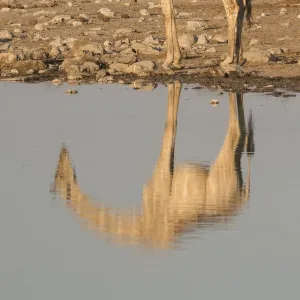 Gliridae (Mammals, Animals) Collection Our beautiful pictures are ...