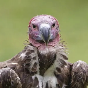 Lapet-faced Vulture Our beautiful Wall Art and Photo Gifts include ...