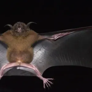 Noctilionidae (Mammals, Animals) Collection available as Framed Prints ...