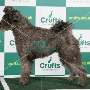 Pastoral (Dogs Domestic, Mammals, Animals) Gallery