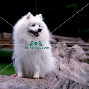 Jigsaw Puzzle of Dog Japanese Spitz spitz japonais