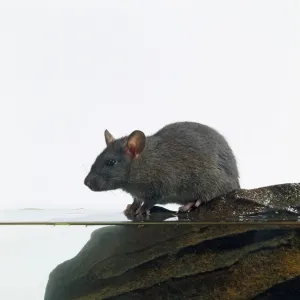 Muridae (Mammals) Gallery available as Framed Prints, Photos, Wall Art ...