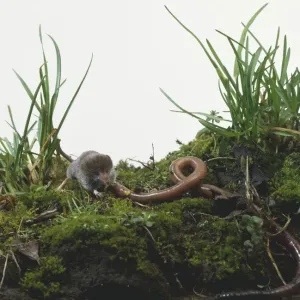 Soricidae (Mammals, Animals) Collection Our beautiful Wall Art and ...