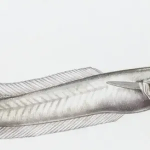 F (Fishes, Animals) Collection Our beautiful pictures are available as ...