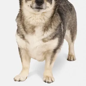 Pastoral (Dogs Domestic, Mammals, Animals) Collection