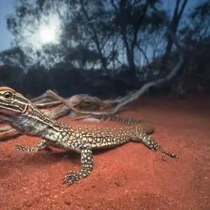 Palawan Monitor Lizard rests on a path with its tongue
