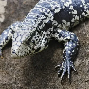 Lizards (Reptiles, Animals) Collection Our beautiful pictures are ...