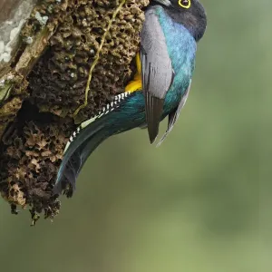 Pitheciidae (Mammals, Animals) Gallery available as Framed Prints ...