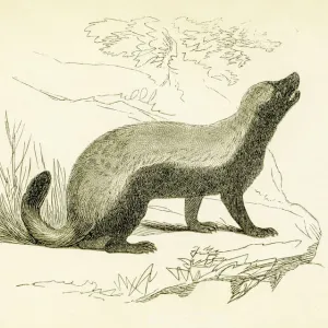 Mustelidae (Mammals, Animals) Gallery available as Framed Prints ...