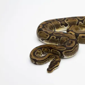 Super Pastel Vanilla Ball Python or Royal Python -Python