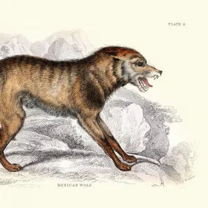 Spalacidae (Mammals, Animals) Collection Our beautiful pictures are ...