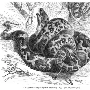 Illustration of pythons moving by creeping along Our beautiful Wall Art ...