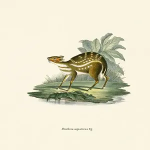 Tragulidae (Mammals, Animals) Collection Our beautiful pictures are ...