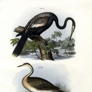 Gruiformes (Birds, Animals) Collection Our beautiful Wall Art and Photo ...