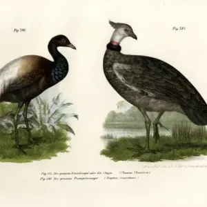 Trumpeters (Gruiformes, Birds, Animals) Collection