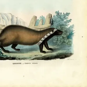 Mustelidae (Mammals, Animals) Gallery available as Framed Prints ...