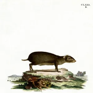 Dasyproctidae (Mammals, Animals) Collection available as Framed Prints ...