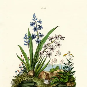 Frogs (Amphibians, Animals) Collection For sale as Framed Prints ...