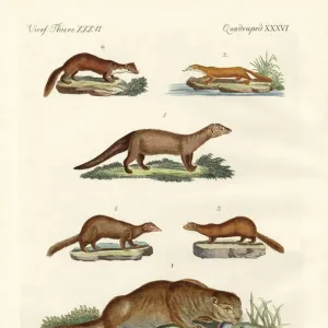 Mustelidae (Mammals, Animals) Gallery available as Framed Prints ...