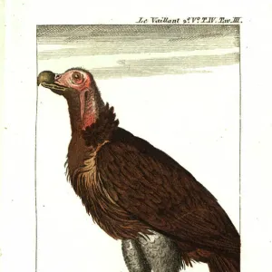 Lapet-faced Vulture Our beautiful Wall Art and Photo Gifts include ...