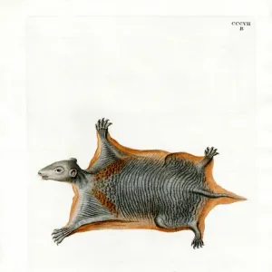 Cynocephalidae (Mammals, Animals) Collection Our beautiful Wall Art and ...