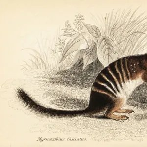 Myrmecobiidae (Mammals, Animals) Gallery available as Framed Prints ...