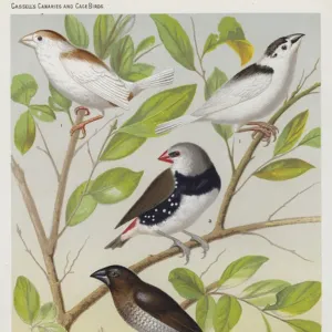 Old World Sparrows (Passerines, Birds, Animals) Gallery