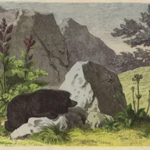 Moschidae (Mammals) Gallery available as Framed Prints, Photos, Wall ...