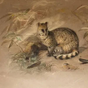 Viverridae (Mammals, Animals) Collection For sale as Framed Prints ...