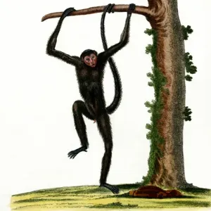 Atelidae (Mammals, Animals) Collection For sale as Framed Prints ...