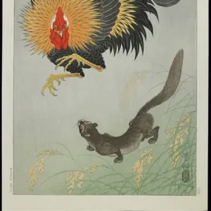 Mustelidae (Mammals, Animals) Collection Our beautiful Wall Art and ...