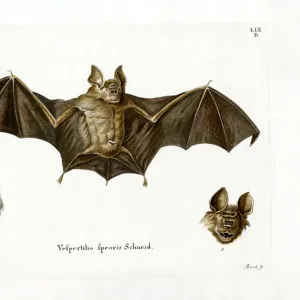 Hipposideridae (Mammals, Animals) Collection Our beautiful pictures are ...